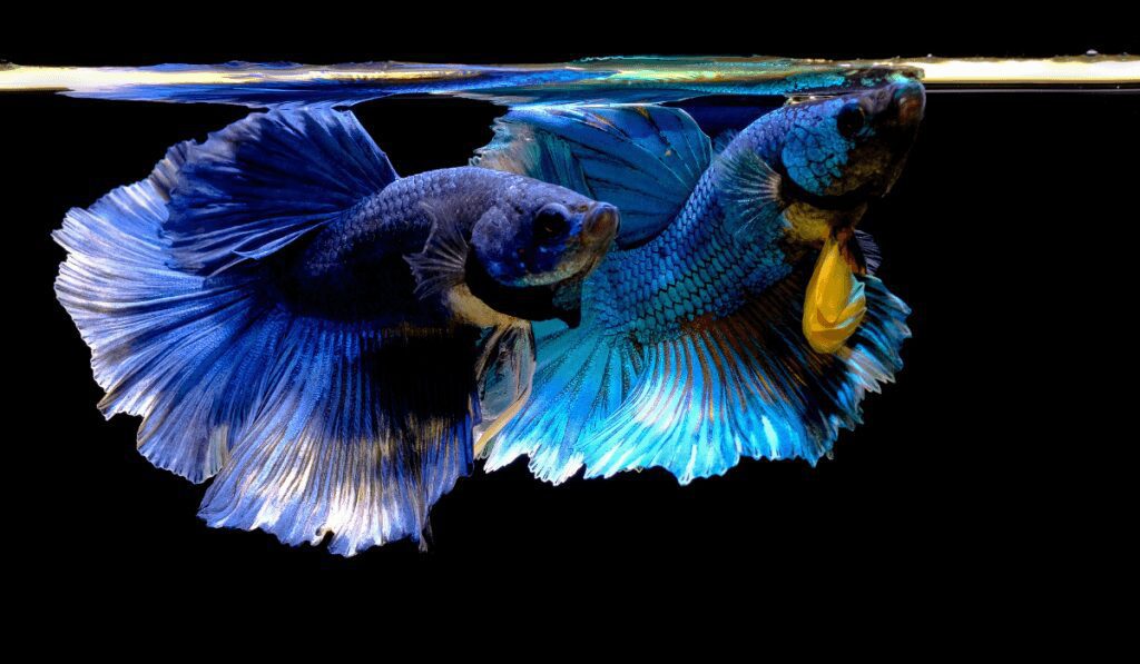 Do Betta Fish Sleep - Wellness Voice