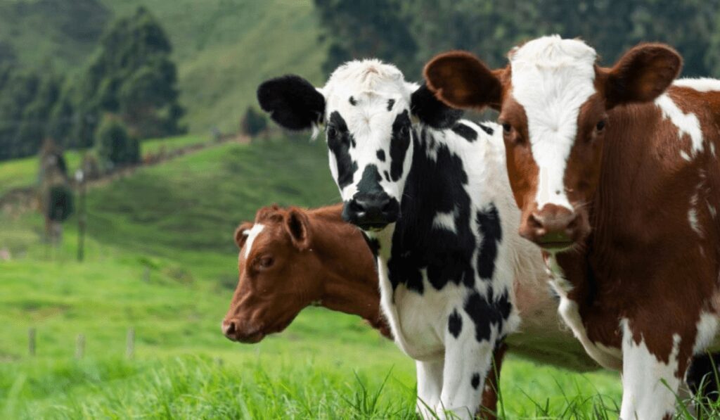 Do Cows Sleep Standing up - Wellness Voice