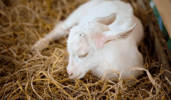 Do Goats Sleep Standing up - Wellness Voice