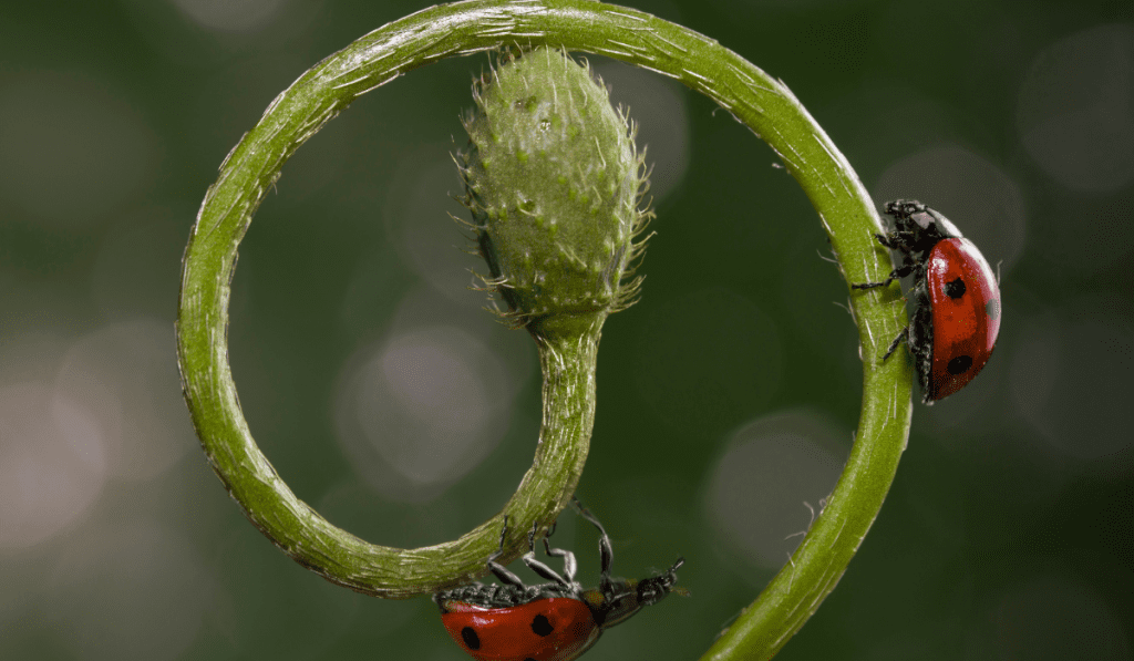 Do Ladybugs Sleep - Wellness Voice