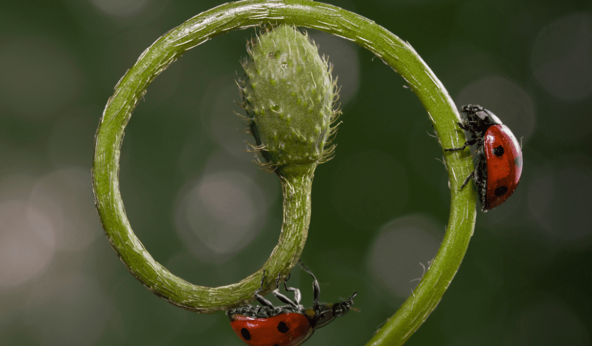 Do Ladybugs Sleep - Wellness Voice