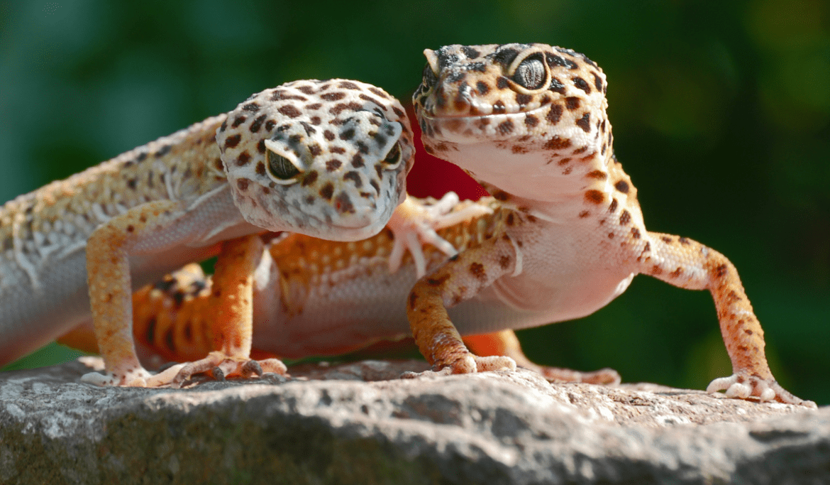 Do Leopard Geckos Sleep with their Eyes Open - Wellness Voice