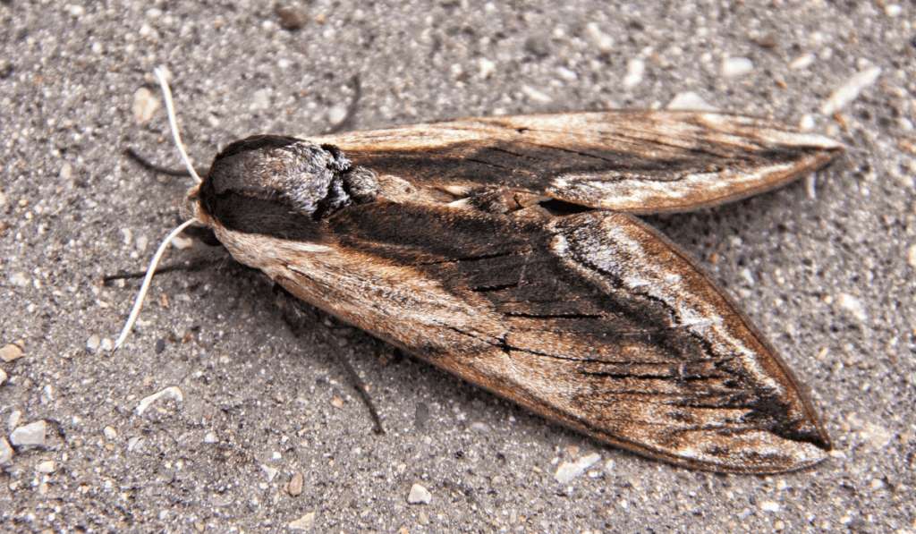 Do Moths Sleep during the Day - Wellness Voice