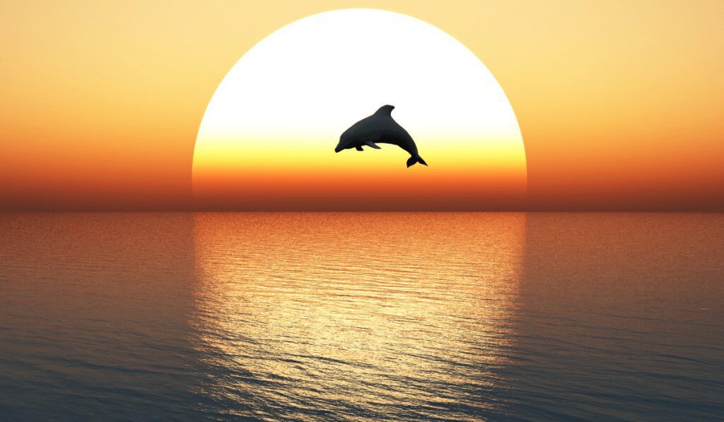 How do Dolphins Sleep - Wellness Voice