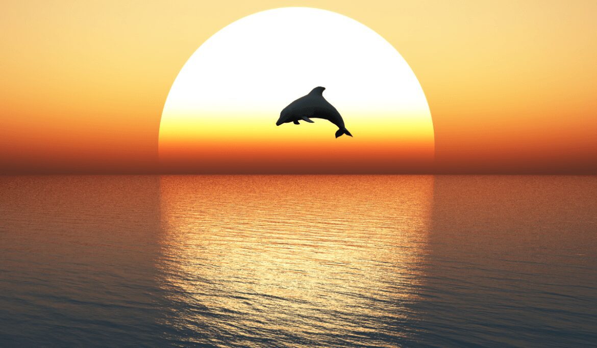 How do Dolphins Sleep - Wellness Voice