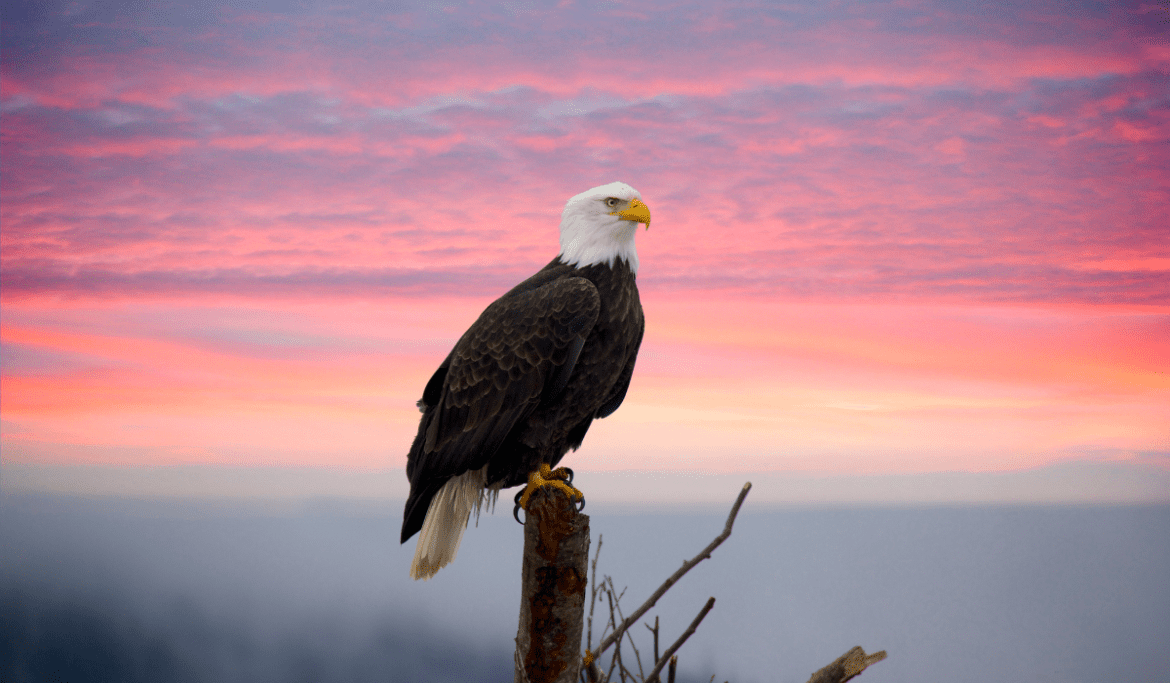 How do Eagles Sleep - Wellness Voice