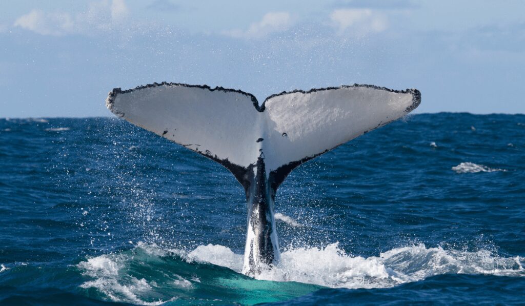 How do Whales Sleep - Wellness Voice