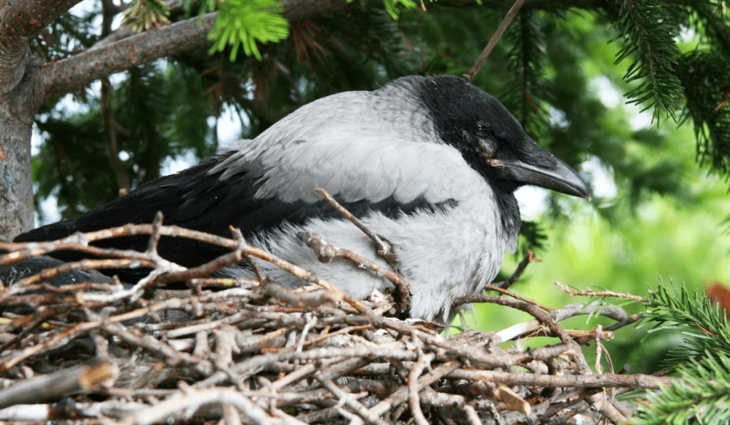 Where do Crows Sleep - Wellness Voice