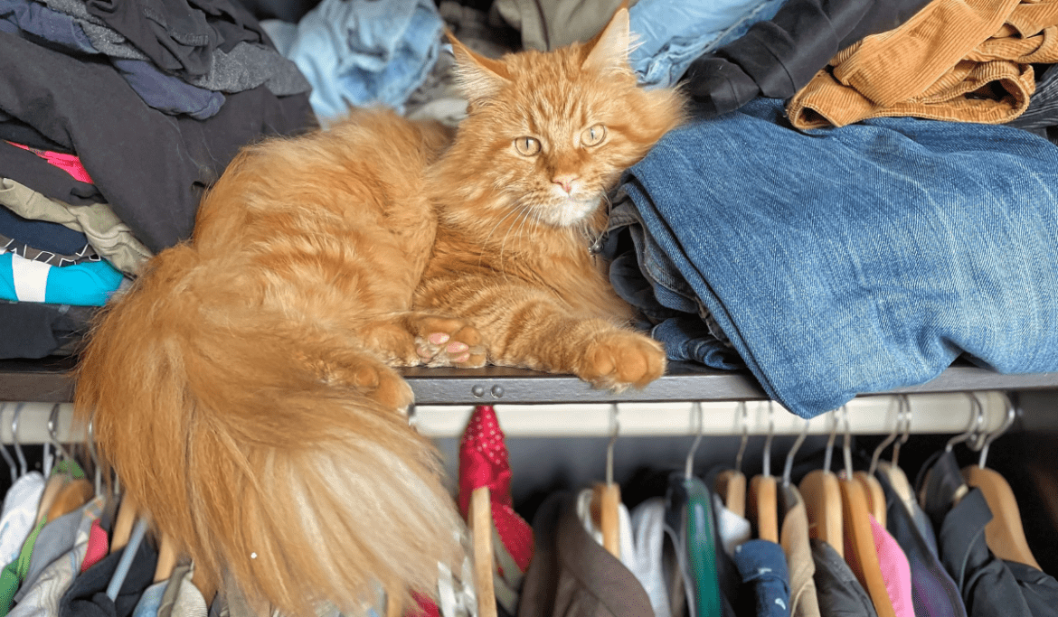 Why does my Cat Sleep on my Clothes - Wellness Voice